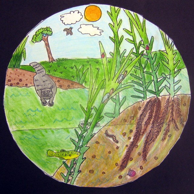 Biome Illustrations | Ms. Amsler's Artroom