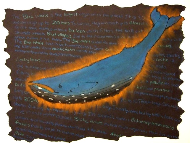 Endangered Species Drawings | Ms. Amsler's Artroom